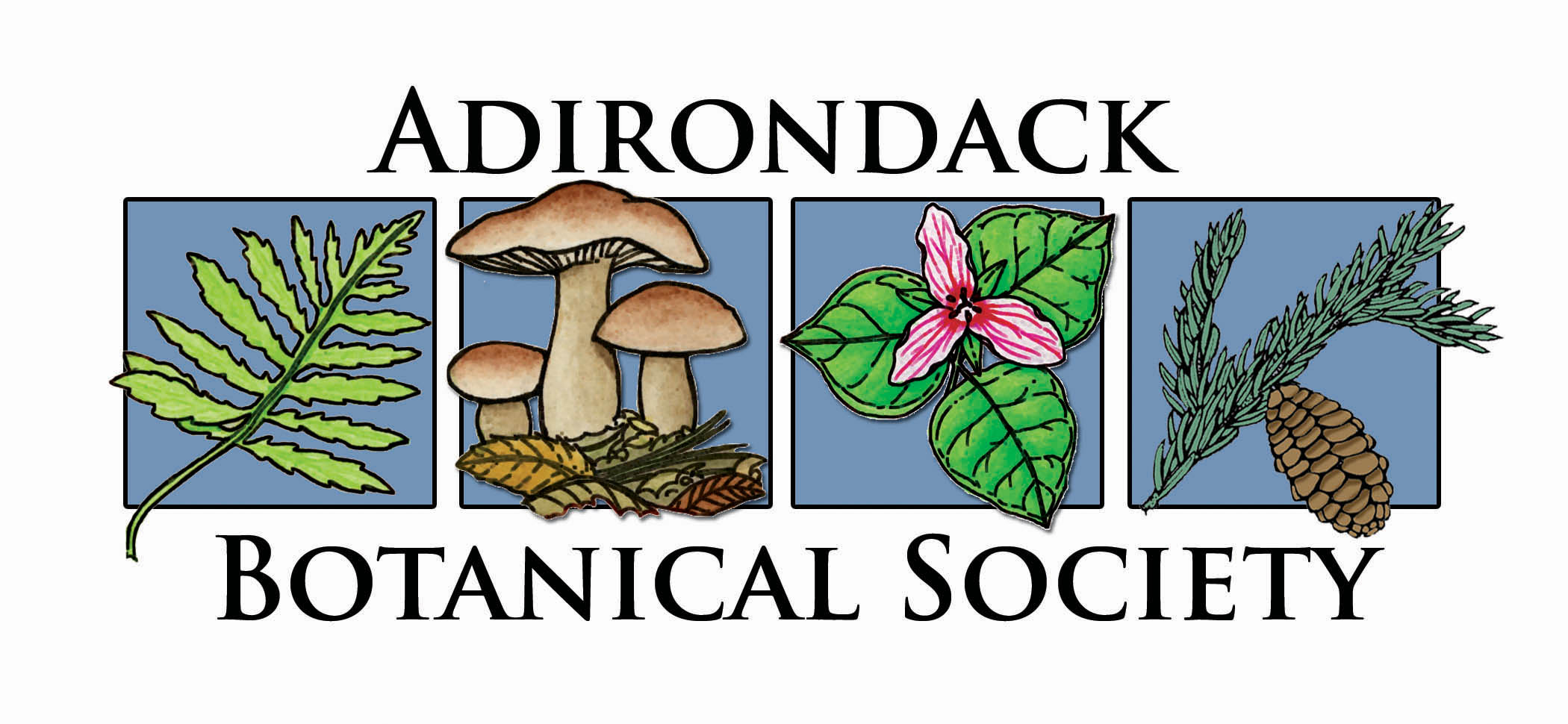 Plant Keys | Adirondack Botanical Society
